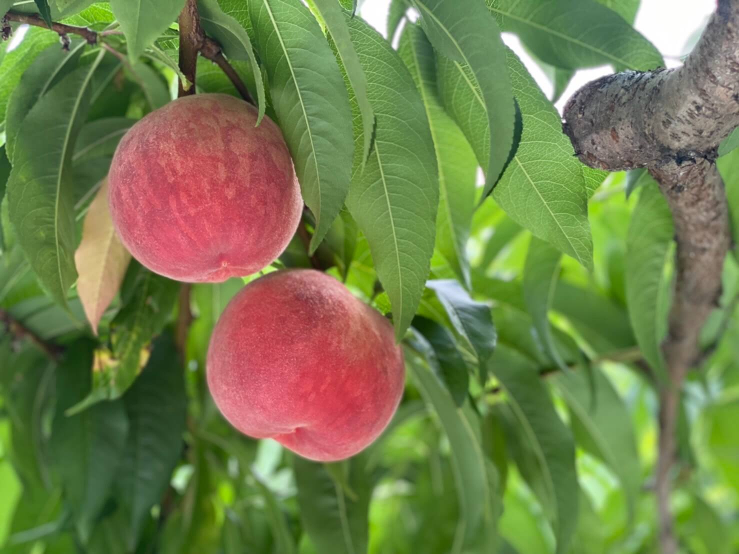 山梨県産 もものすすめ – Katerial