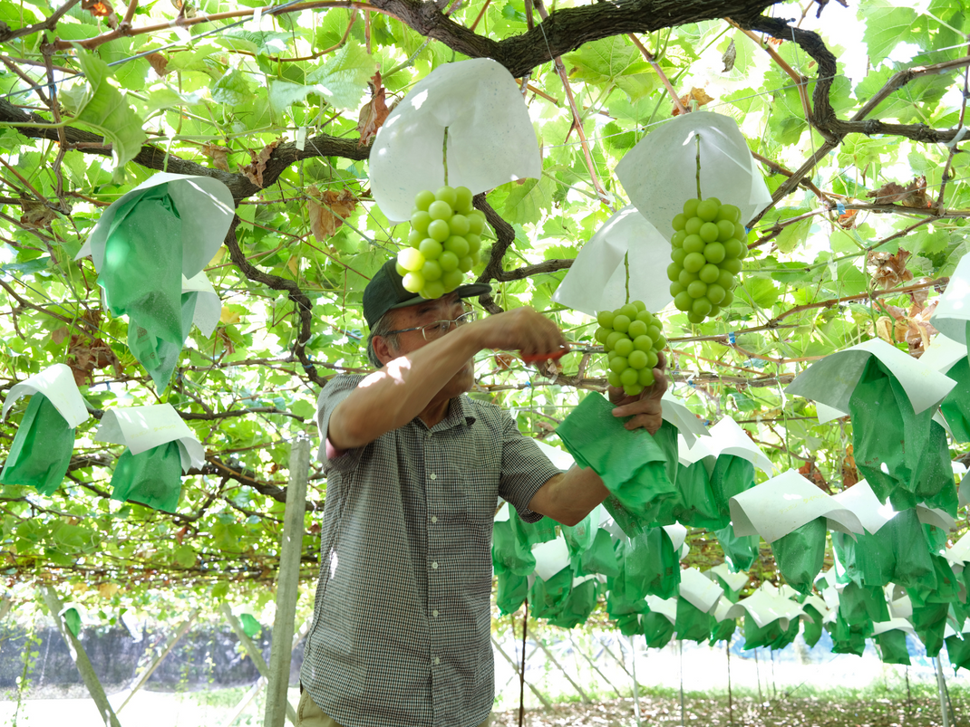 シャインマスカット通販・お取り寄せ・産地直送｜カテリアル – Katerial（カテリアル）
