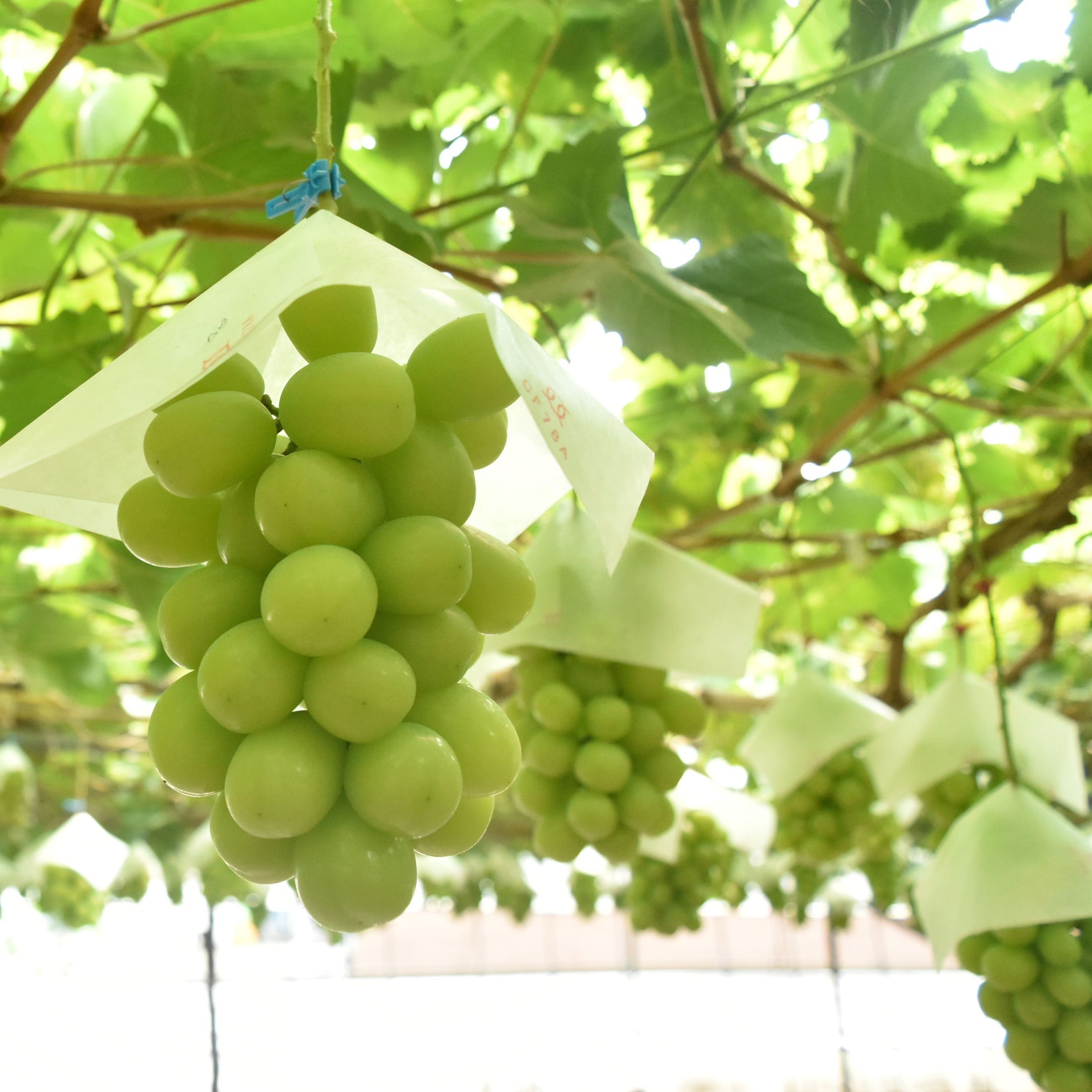 山梨県産シャインマスカット【 9月上旬〜発送】｜産地直送お取り寄せ・通販 – Katerial（カテリアル）